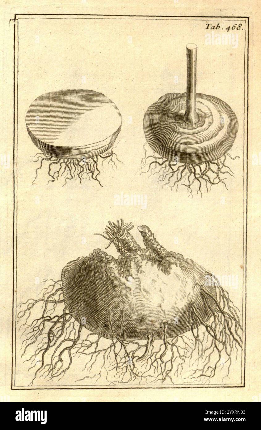 Illustration features three distinct botanical structures hi-res stock ...