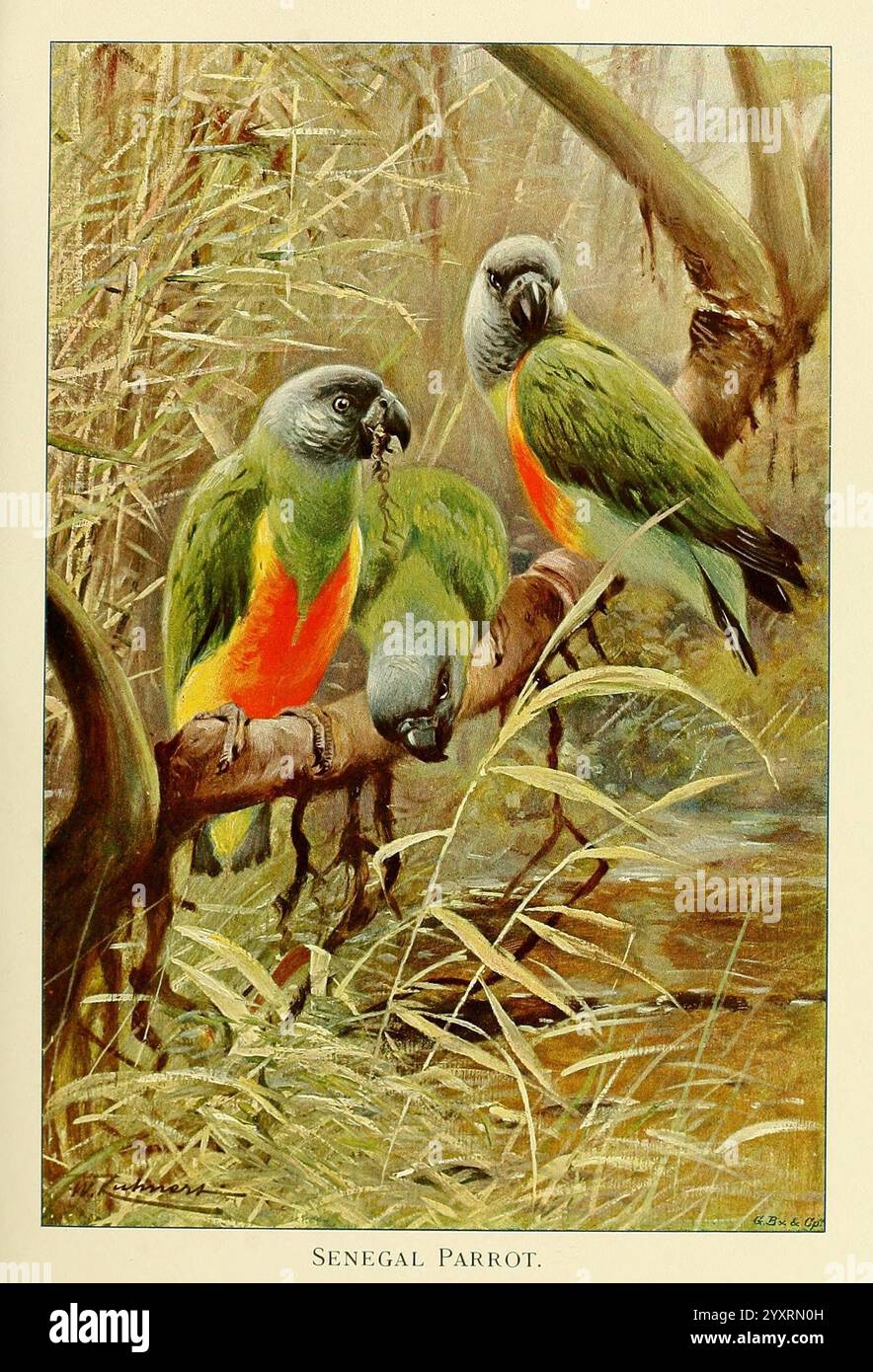 1916 zoology hi-res stock photography and images - Alamy