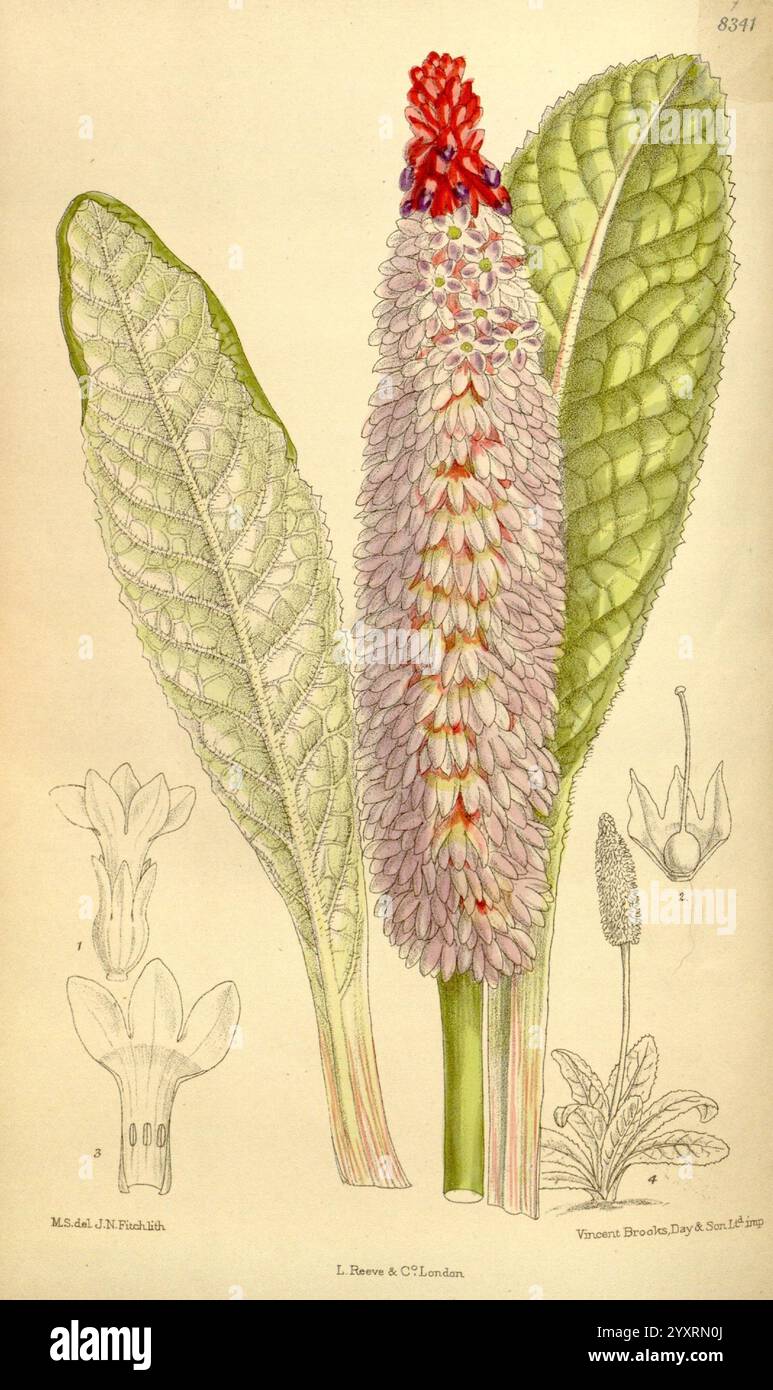 Curtis's Botanical Magazine London New York Botanical Illustration ...