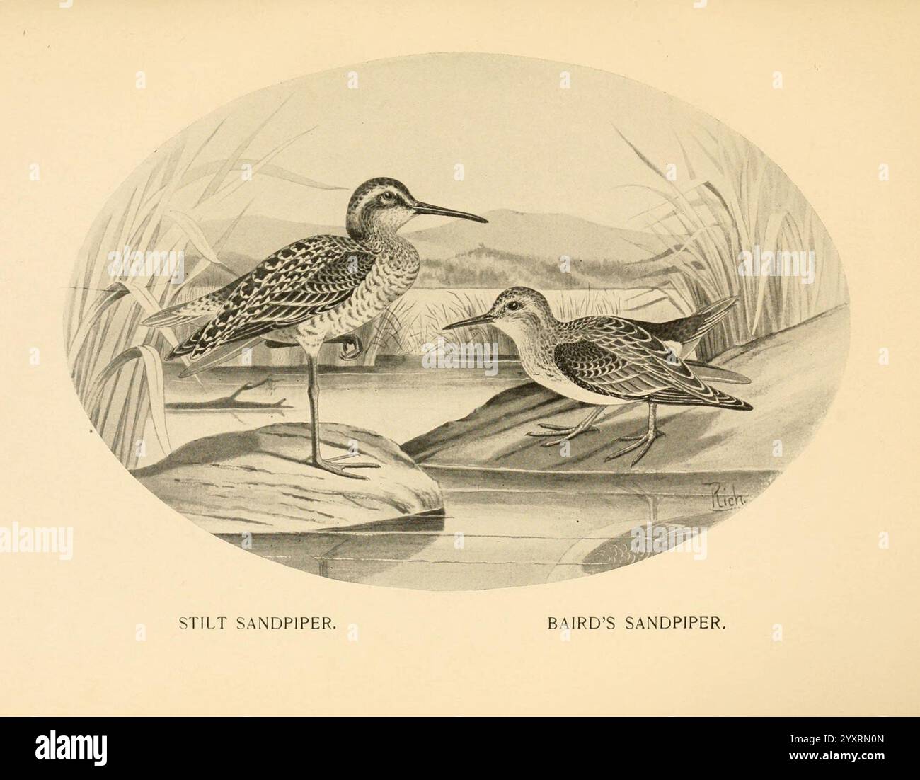 Feathered, game, of, the, Northeast, New York, T.Y, Crowell & Co, 1907 ...