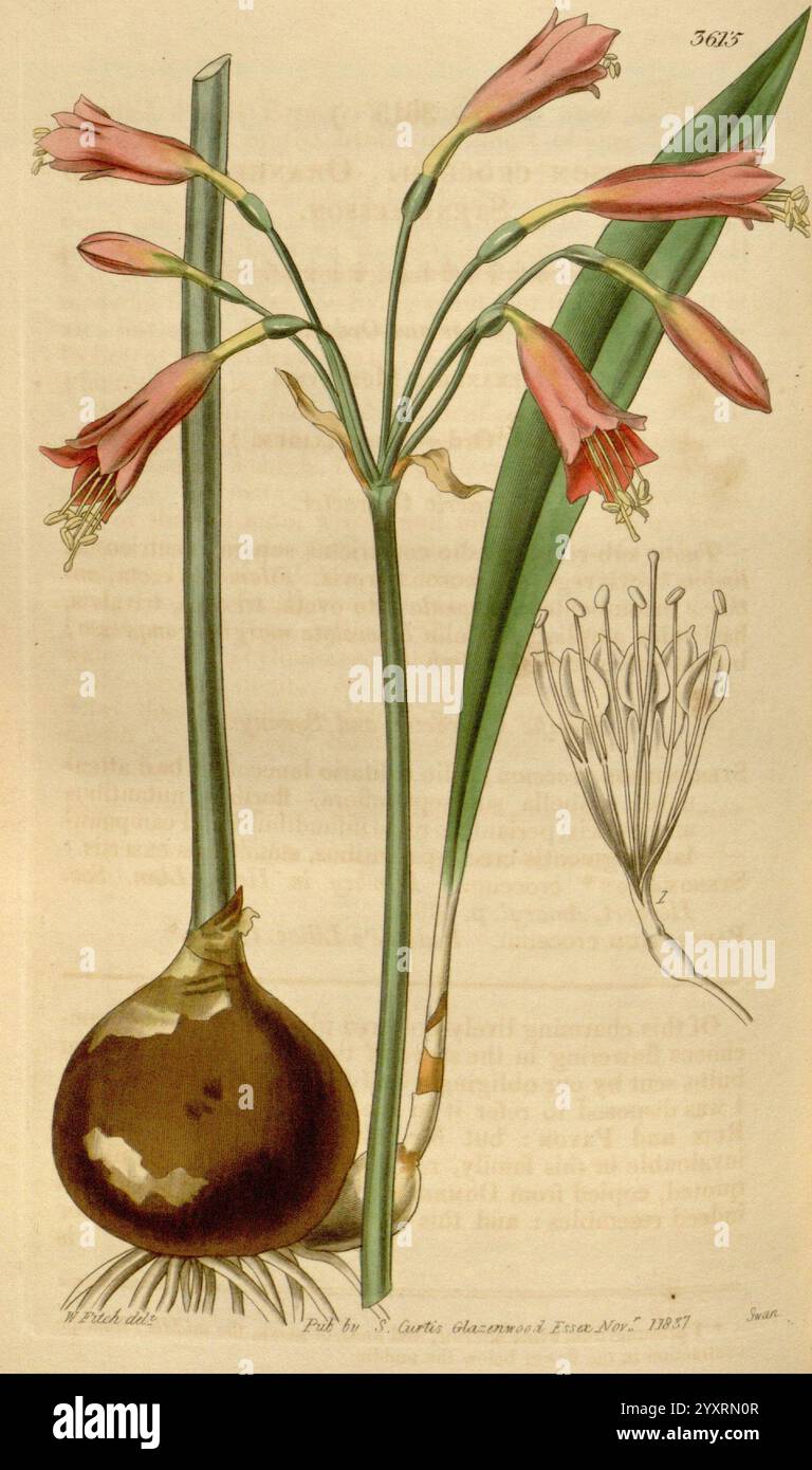 Curtis's Botanical Magazine London New York botanical illustration ...
