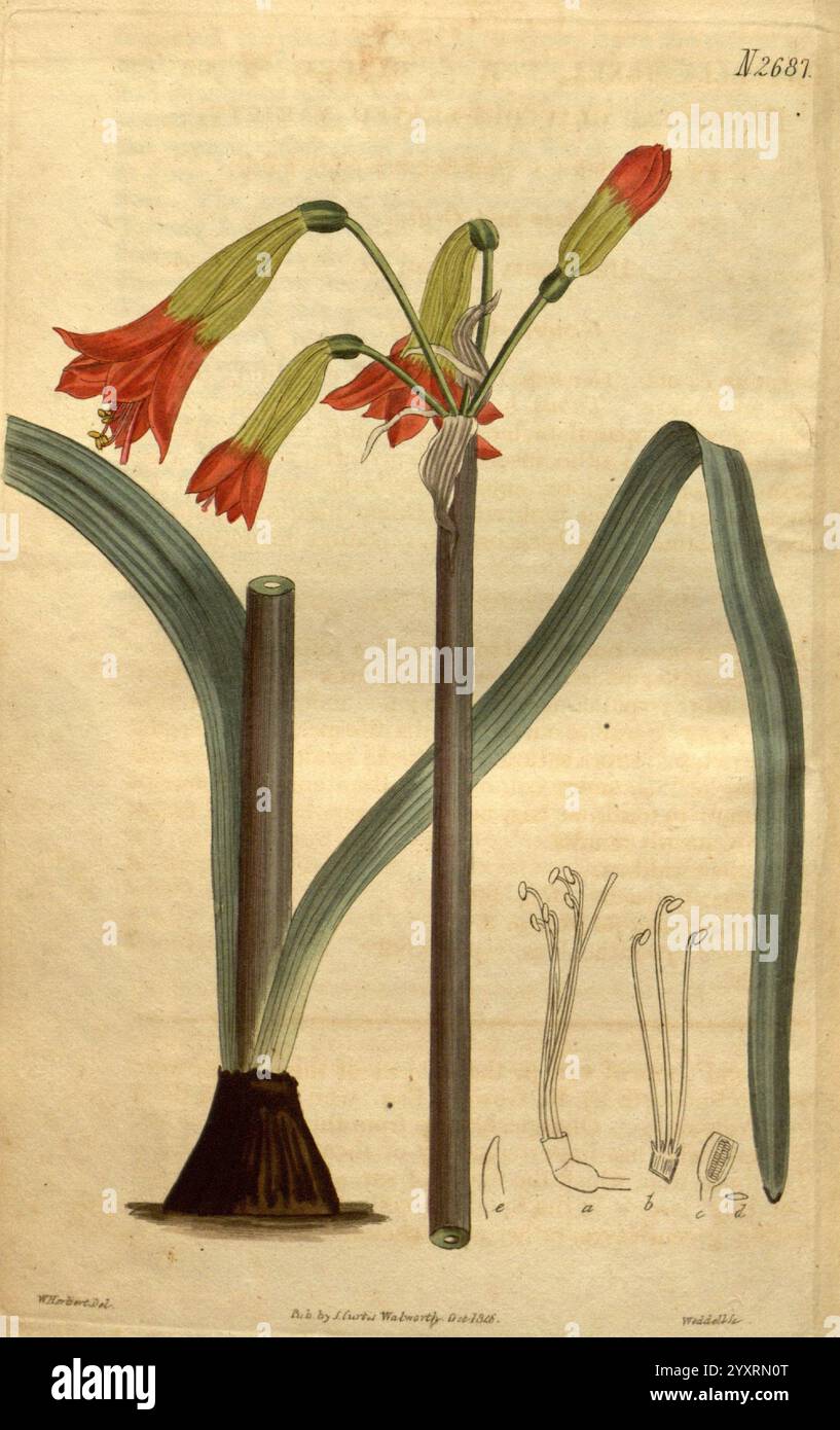 Elongated floral components hi-res stock photography and images - Alamy