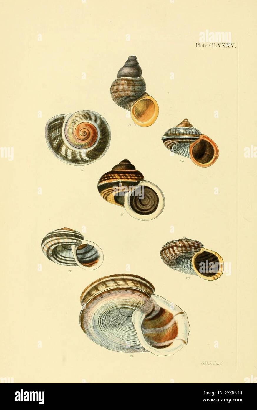 Conchologia systematica, or Complete system of conchology, London ...