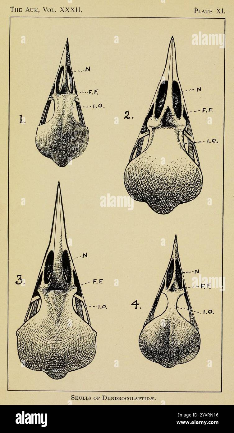 The Auk Washington, D.C. American Ornithologists' Union etc. 1884 ...