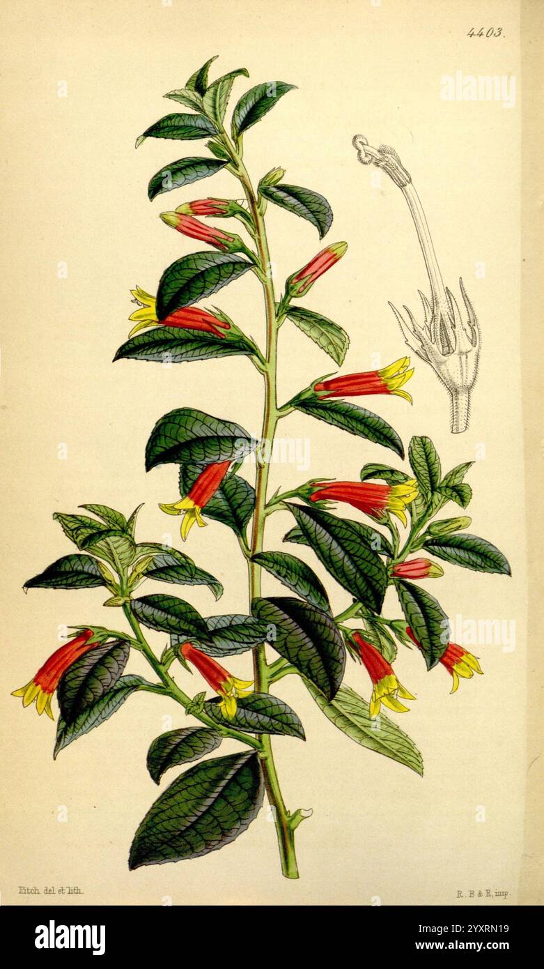 Curtis's Botanical Magazine, London, New York, botanical illustration ...