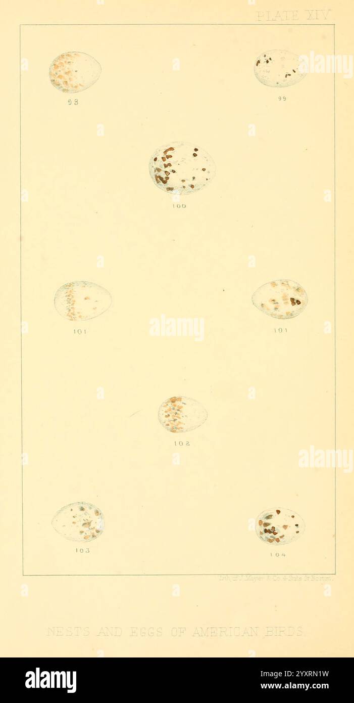 Nests, and, eggs, of, American, birds, [c1880], birds, eggs, North ...