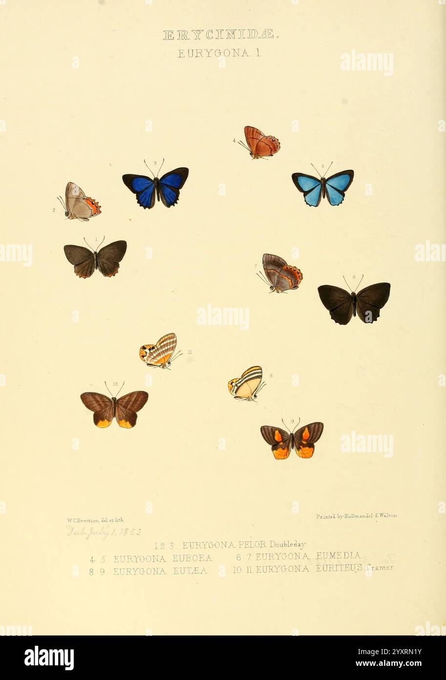 Illustrations, of, new, species, of, exotic, butterflies, London, John ...