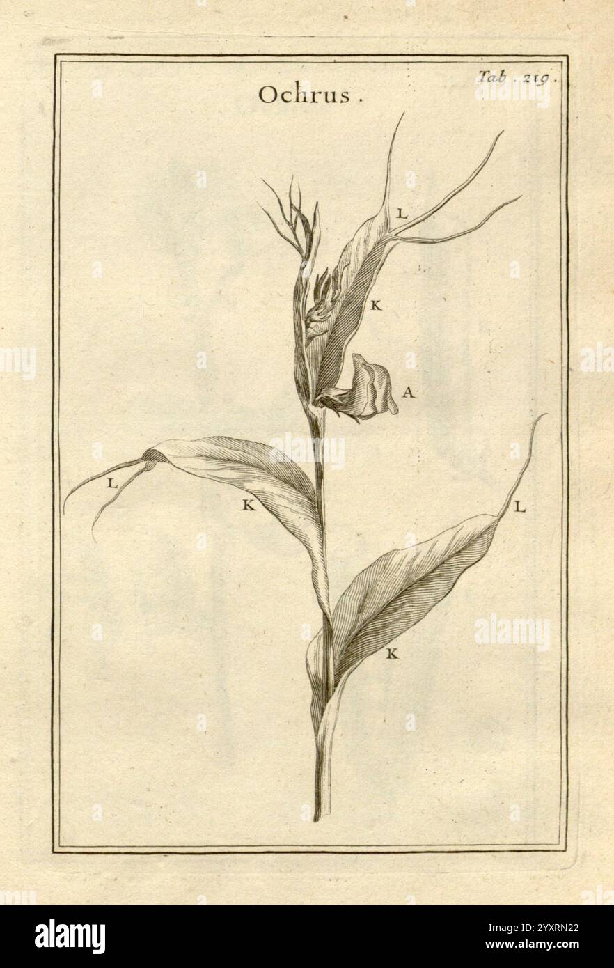 Botanical specimen labeled hi-res stock photography and images - Alamy