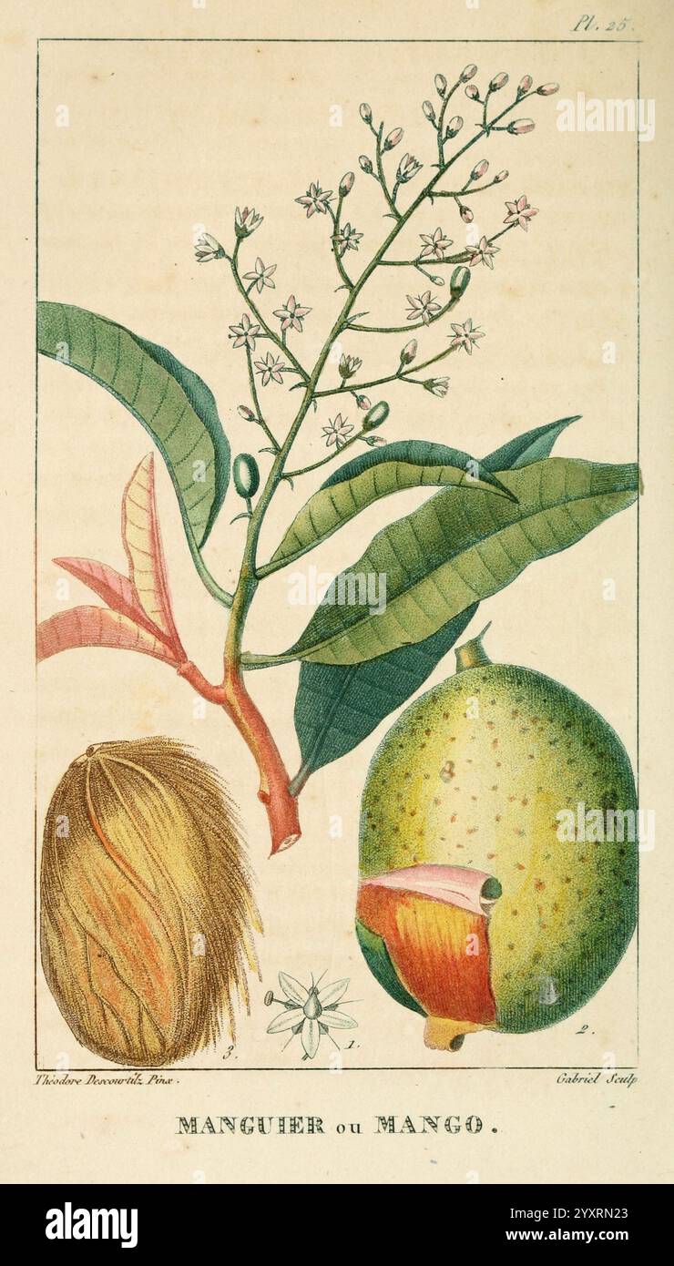 Mangos life cycle hi-res stock photography and images - Alamy