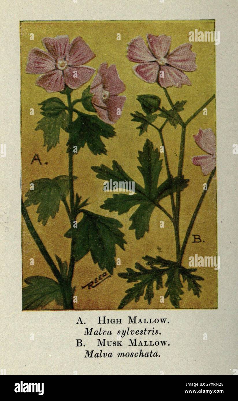 Wild, flowers, east, of, the, Rockies, New York,1910, United, States ...