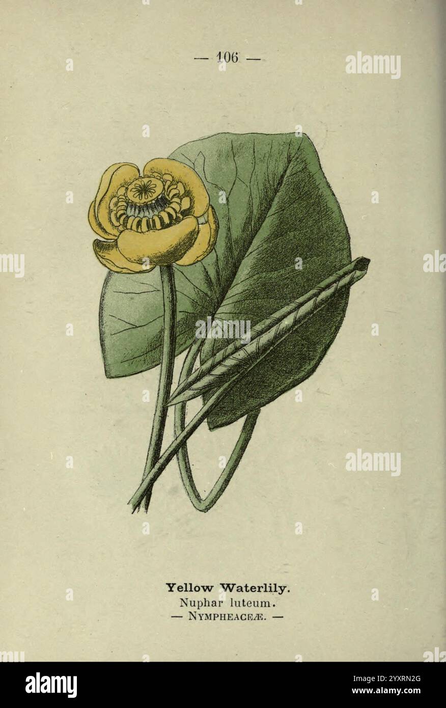 Prominent central bloom features hi-res stock photography and images ...