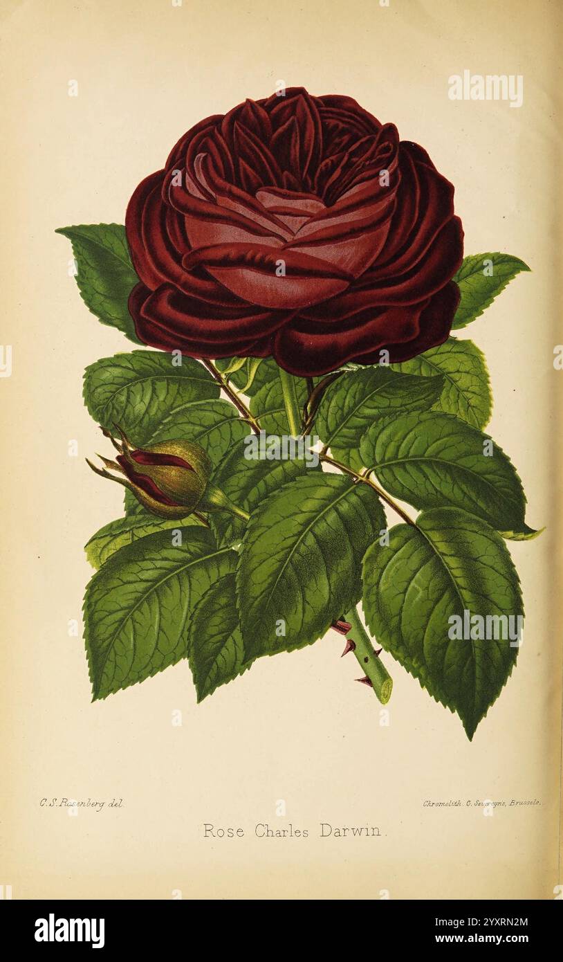 Elegantly printed hi-res stock photography and images - Alamy