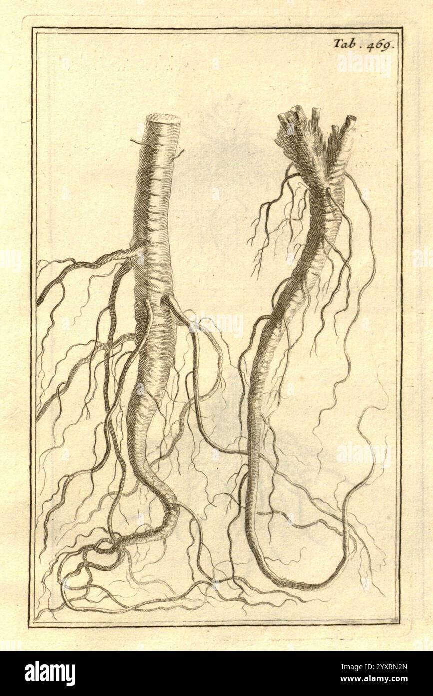 Robust root systems hi-res stock photography and images - Alamy
