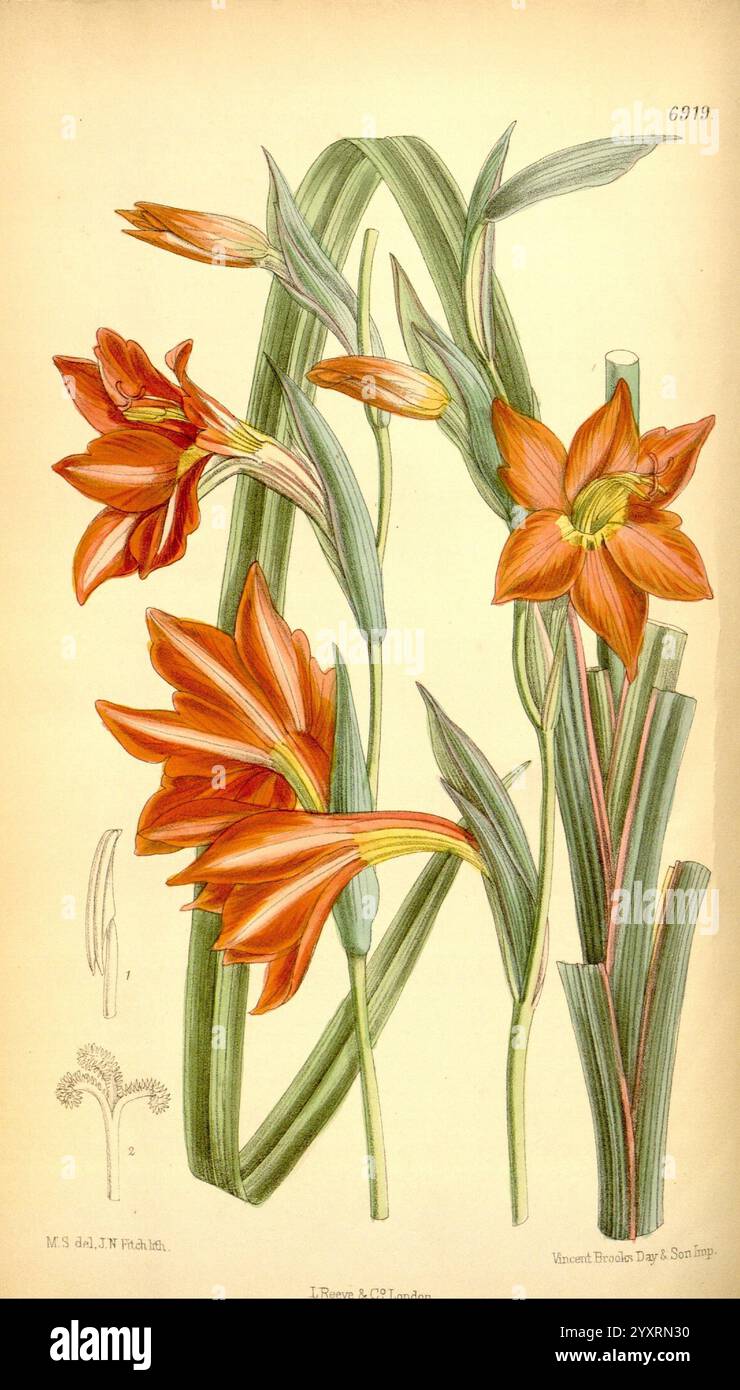 Curtis's Botanical Magazine, London, New York, botanical illustration ...