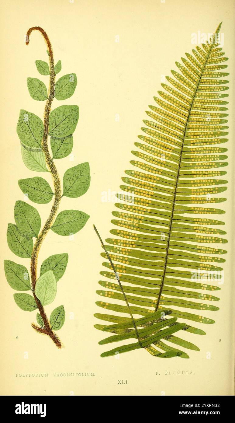 Artwork features two distinct botanical illustrations hi-res stock ...