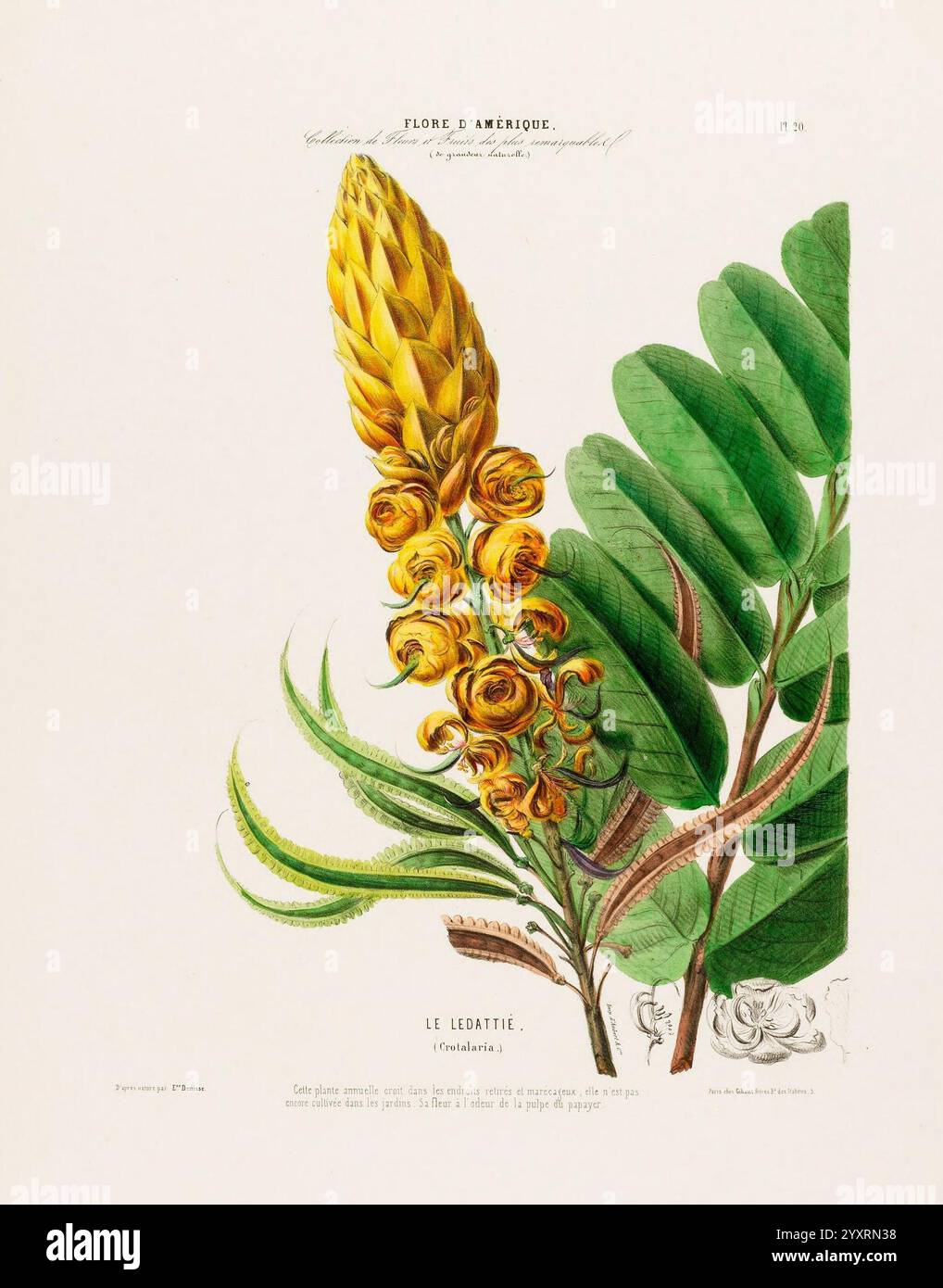 Faint label identifies hi-res stock photography and images - Alamy