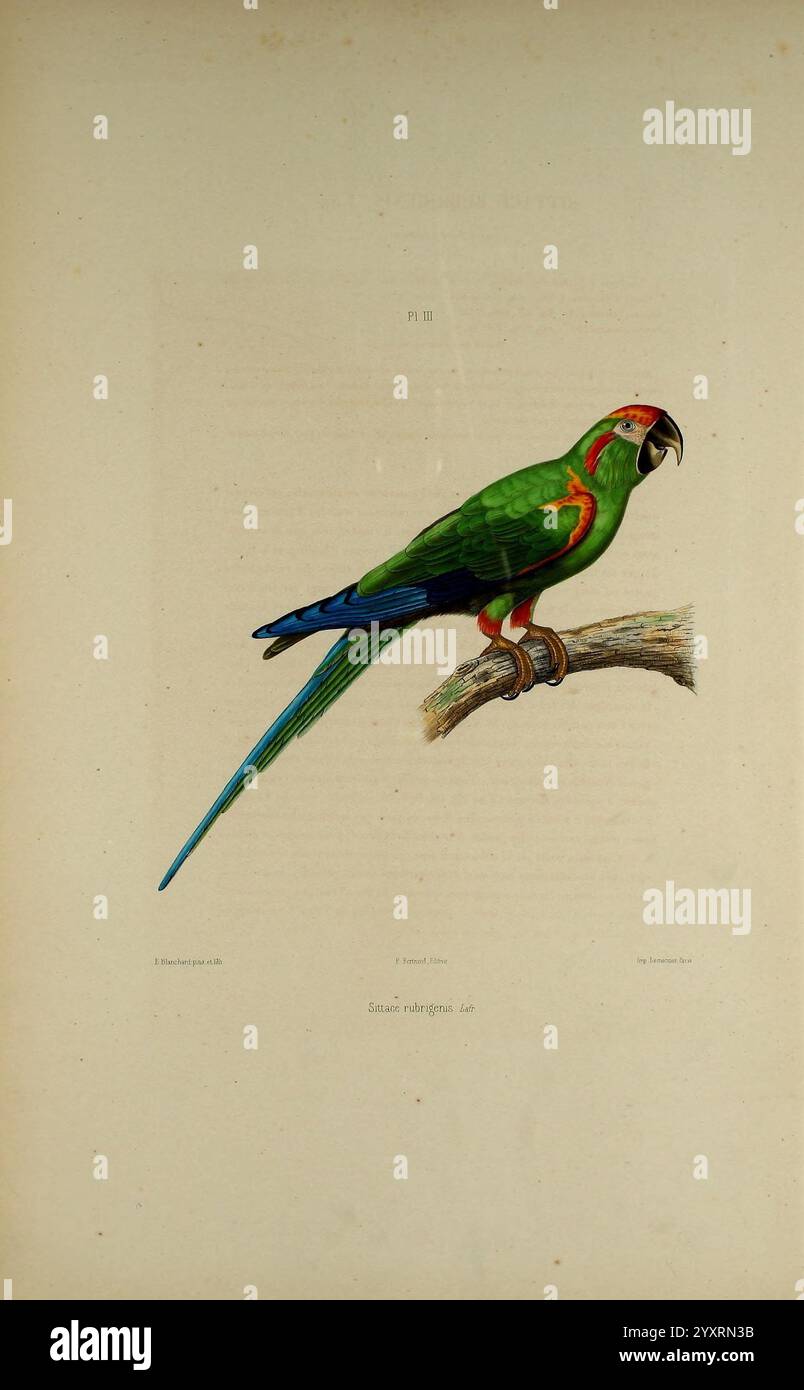 Parrots role hi-res stock photography and images - Alamy