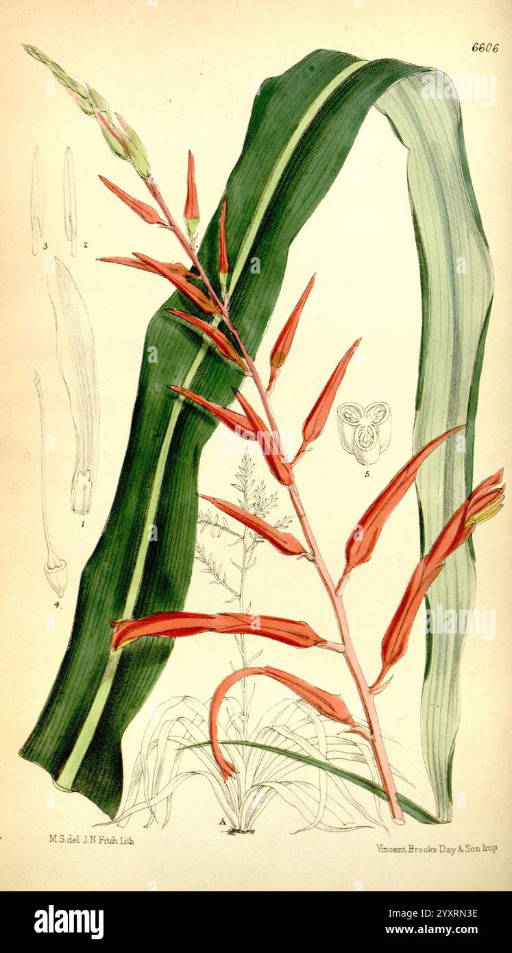 Science matilda smith taxonomy hi-res stock photography and images - Alamy