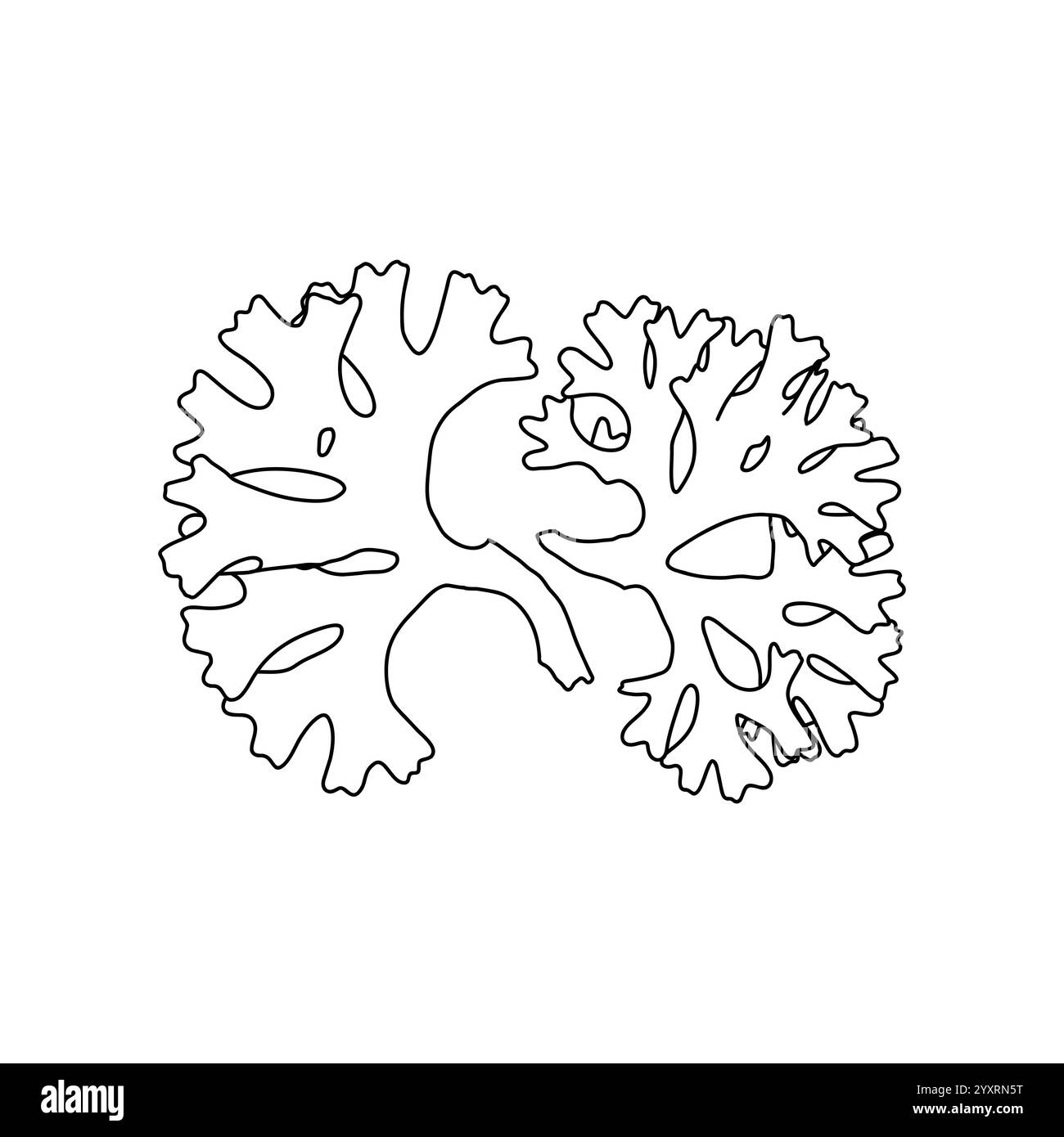 Hand drawn Edible Tohsaka red Seaweed salad algae graphic illustration ...