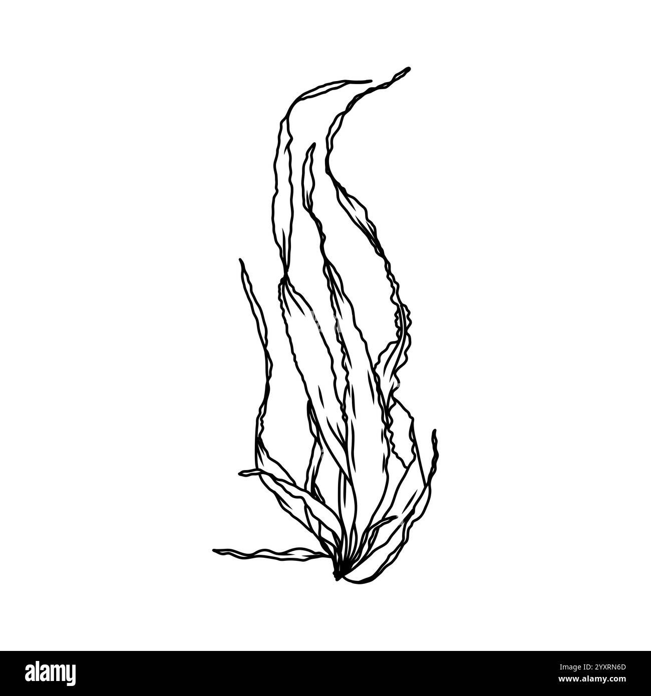 Hand drawn Seaweed kelp or laminaria seedling algae graphic illustration. Natural drawing Stock ...