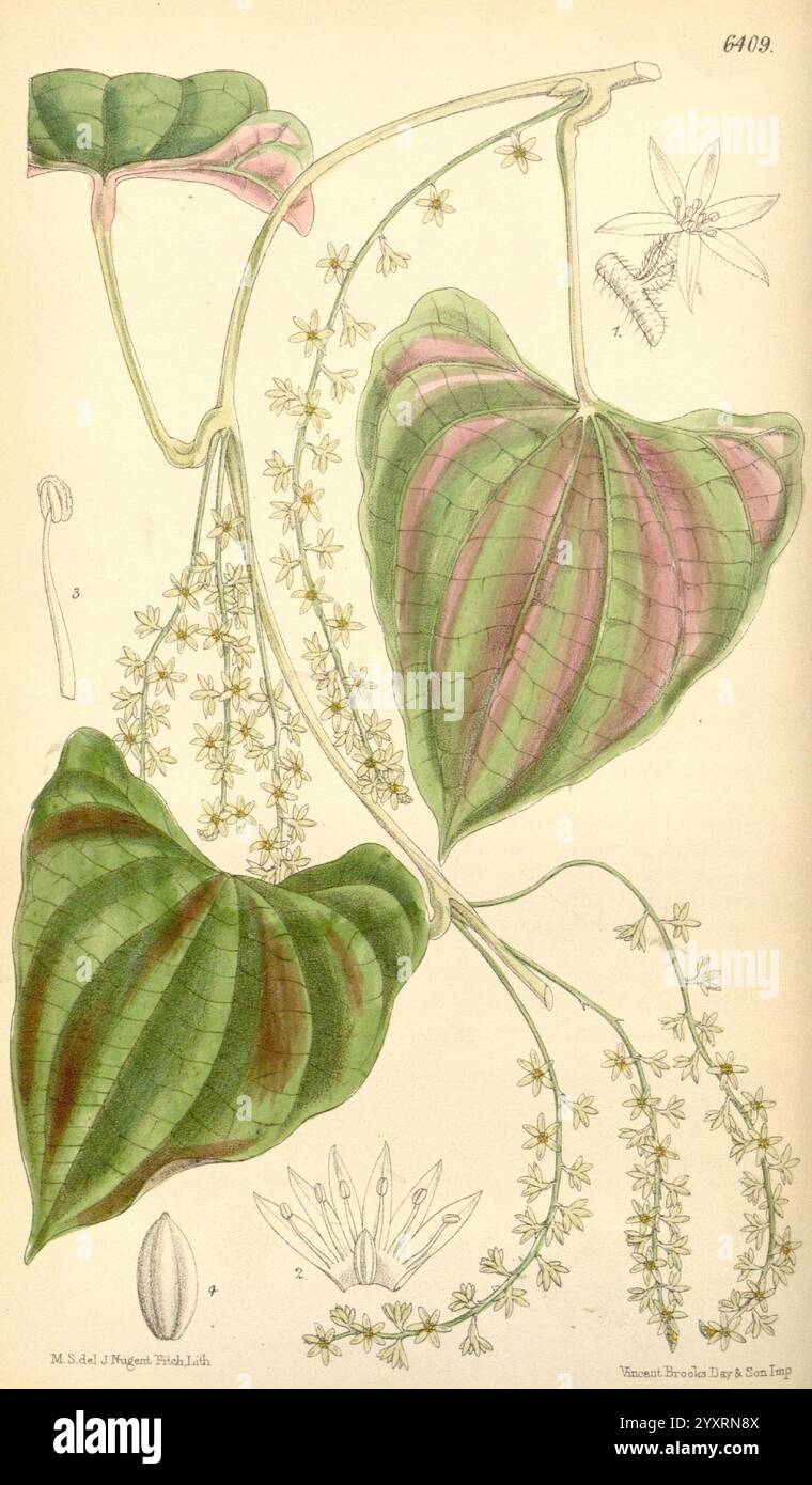 Dioscorea vittata hi-res stock photography and images - Alamy