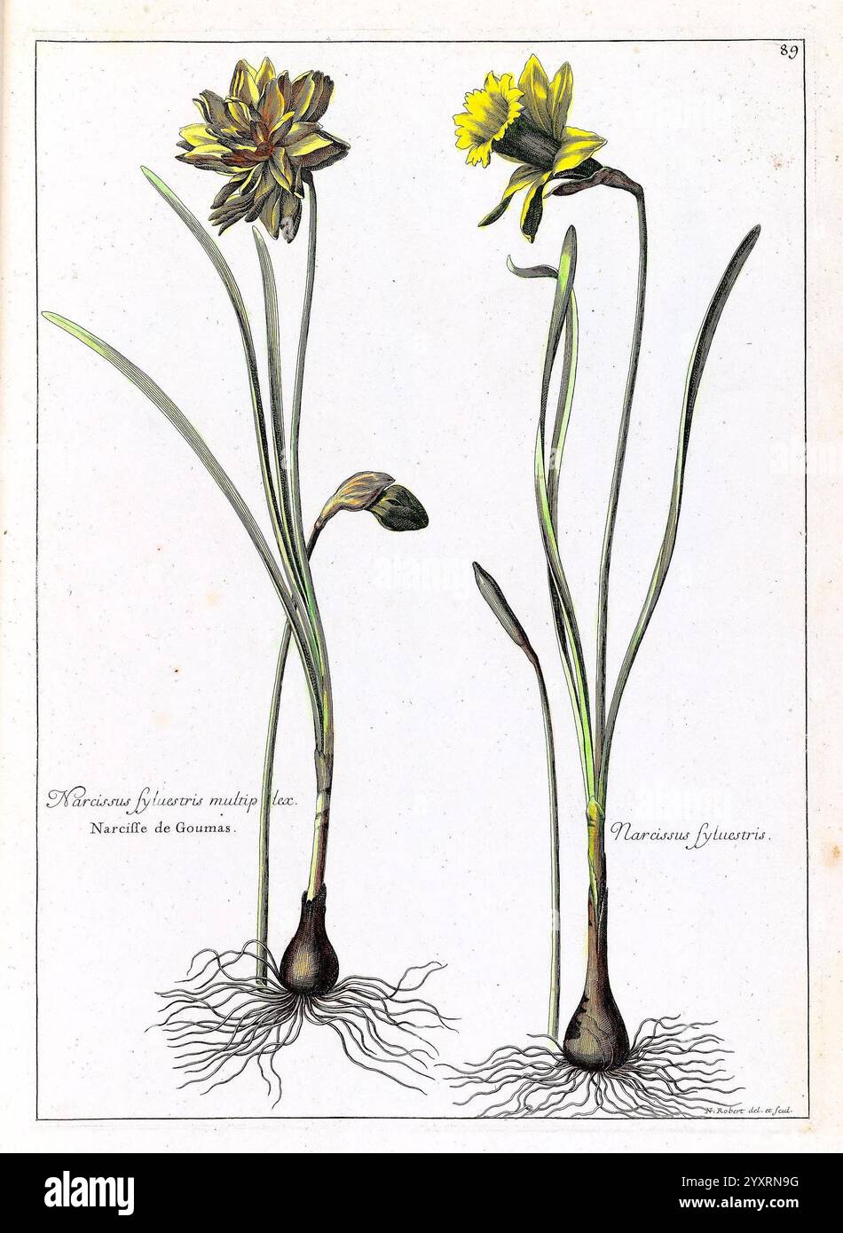 Recueil des plantes dessinées et gravées par ordre du roi Louis XIV ...