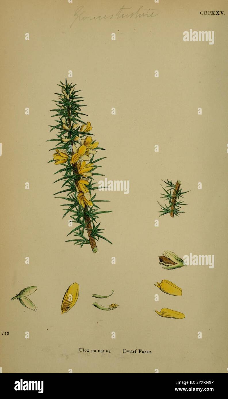 English, botany, Coloured, figures, British, plants, London, R ...