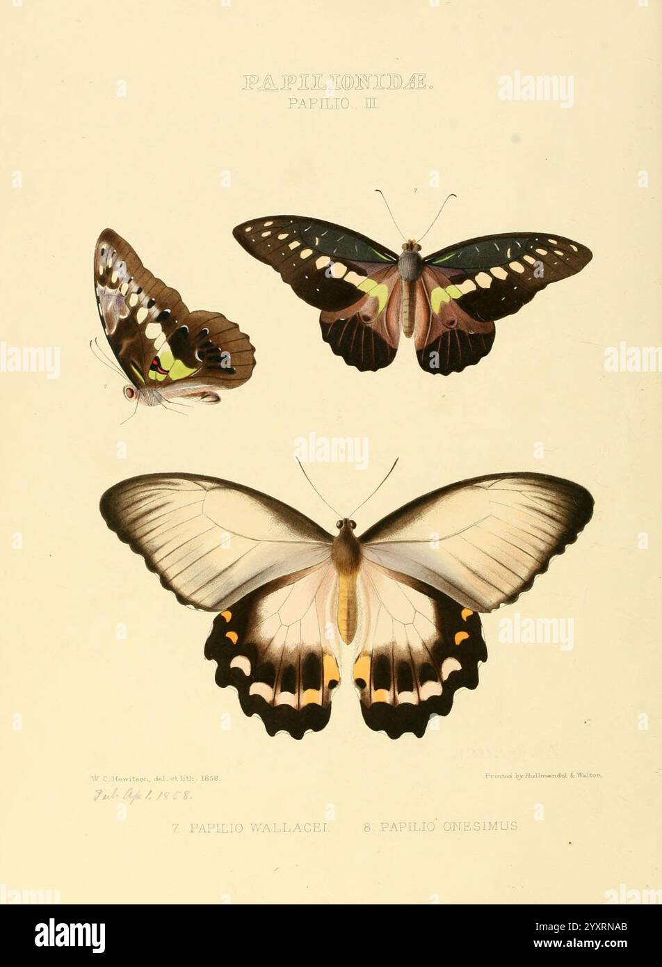 Middle butterfly displays hi-res stock photography and images - Alamy