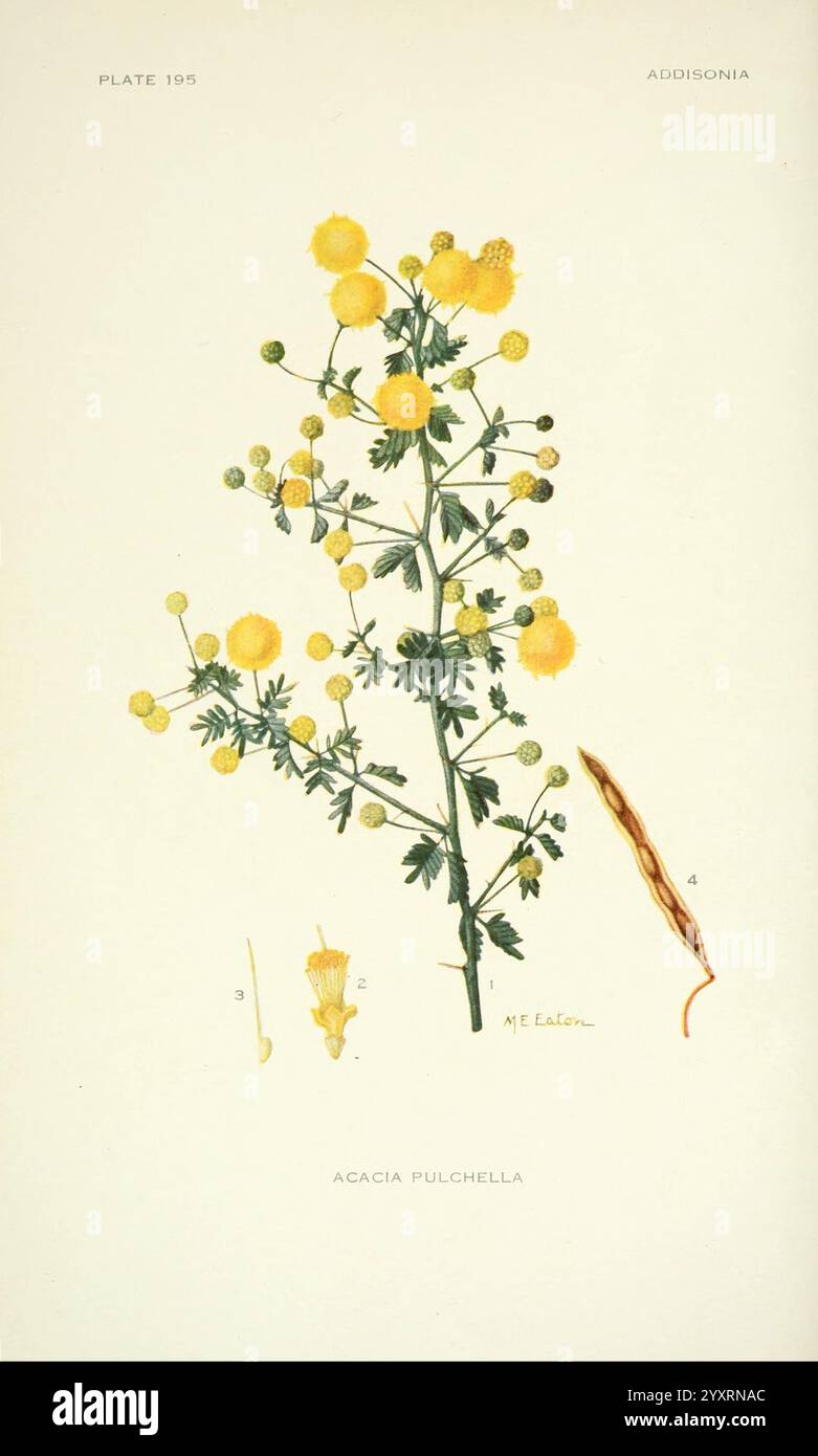 Plants united states acacia pulchella hi-res stock photography and ...