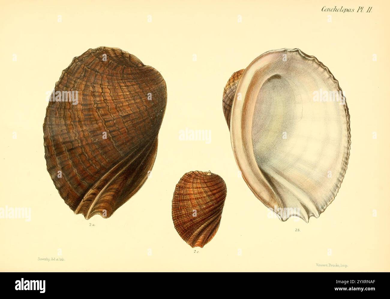 Conchologia iconica, Illustrations of the shells of molluscan animals ...
