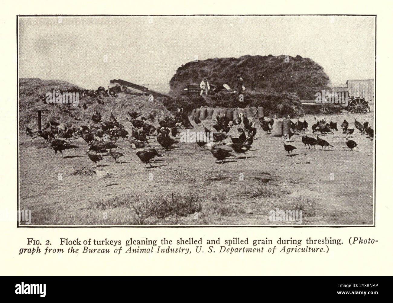 1922 turkeys hi-res stock photography and images - Alamy