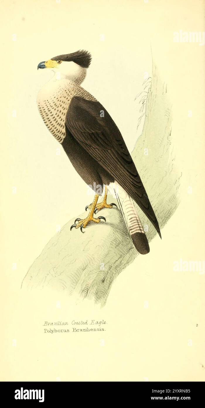 Zoological, illustrations London, Baldwin & Cradock, 1829-1833, shells ...