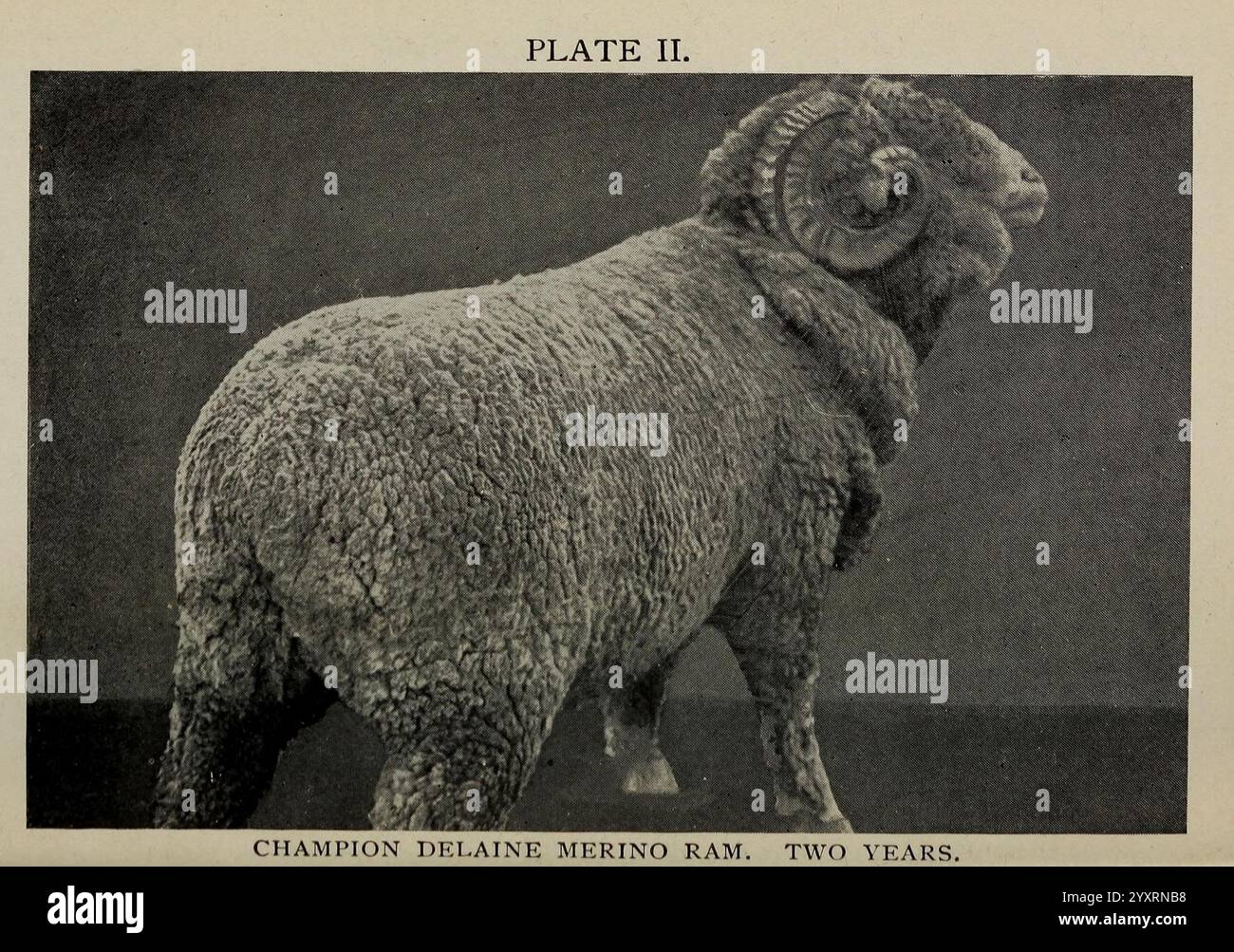 Well muscled physique hi-res stock photography and images - Alamy