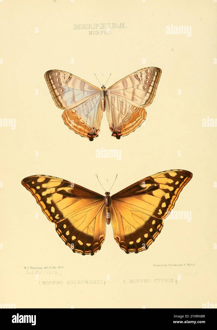 Butterfly labeled hi-res stock photography and images - Alamy