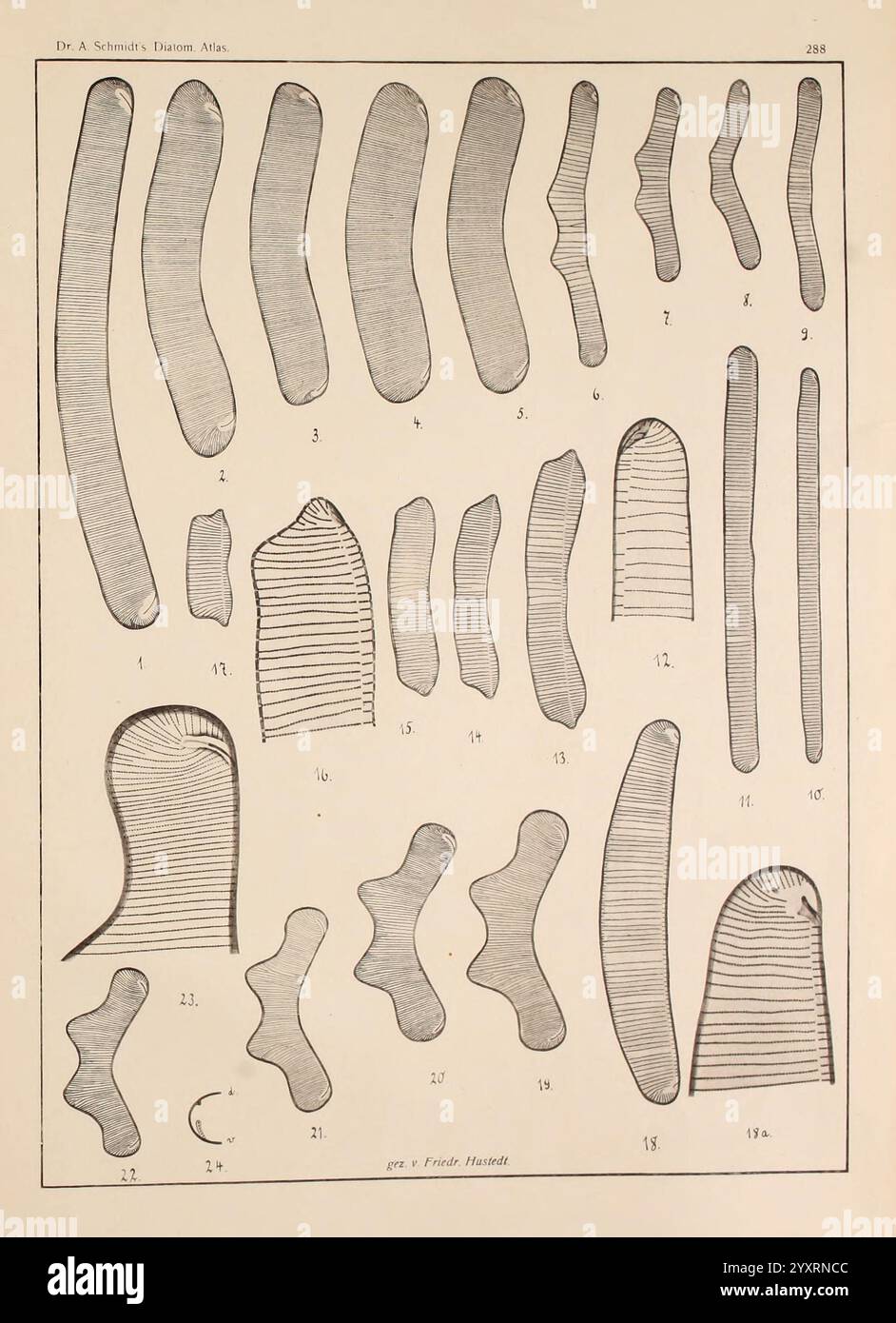 Bulbous silhouettes hi-res stock photography and images - Alamy