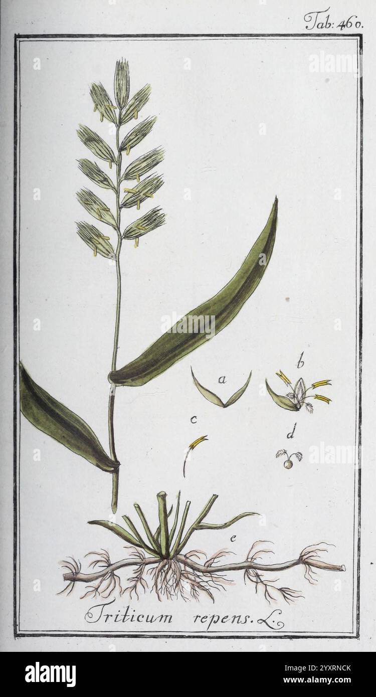 Detailed botanical illustration showcases triticum repens hi-res stock ...