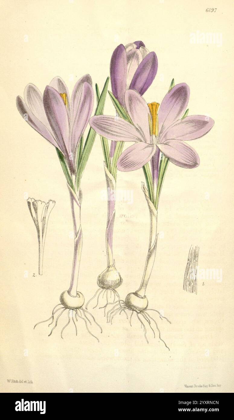 Curtis's Botanical Magazine, London, New York, botanical illustration ...