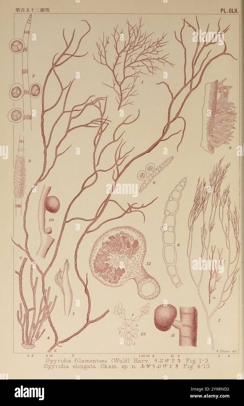 Understanding algal morphology hi-res stock photography and images - Alamy