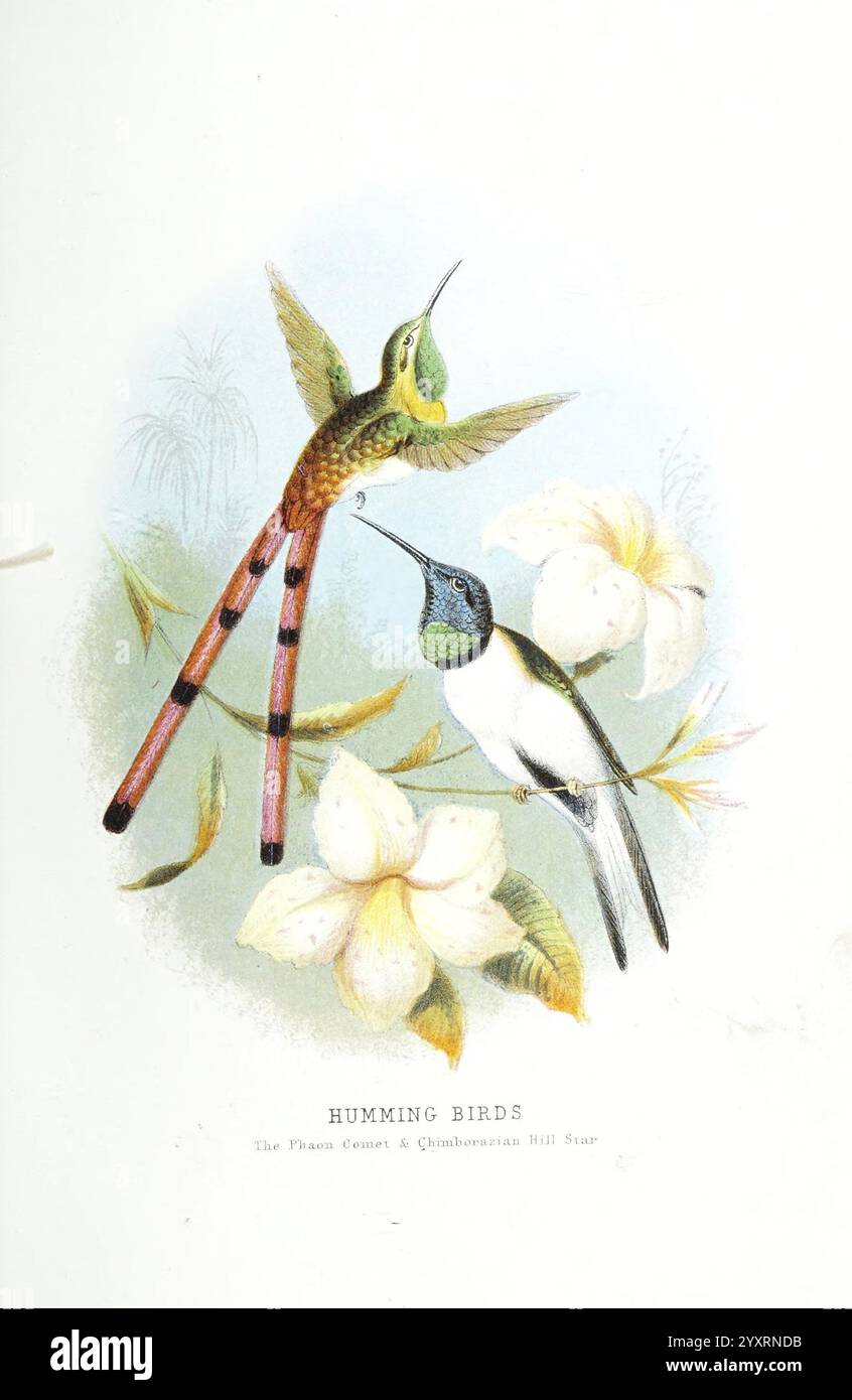 Beautiful, birds, in, far-off, lands, London, T. Nelson, 1872., A ...
