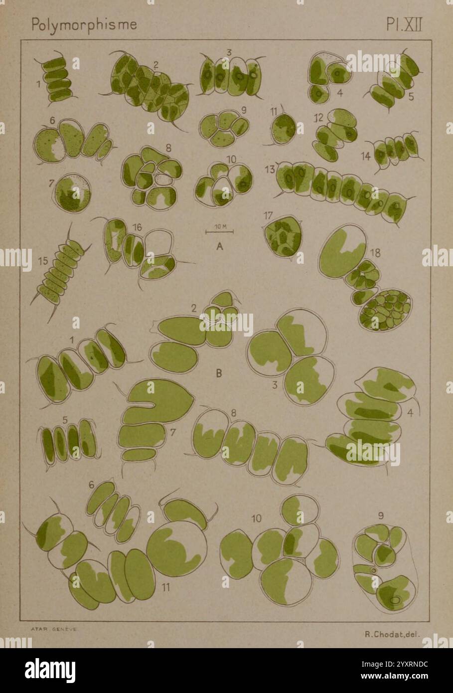 Étude critique et expérimentale sur le polymorphisme des algues, Genève ...