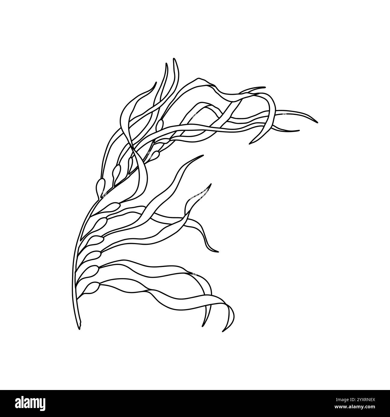 Macrocystis pyrifera Stock Vector Images - Alamy