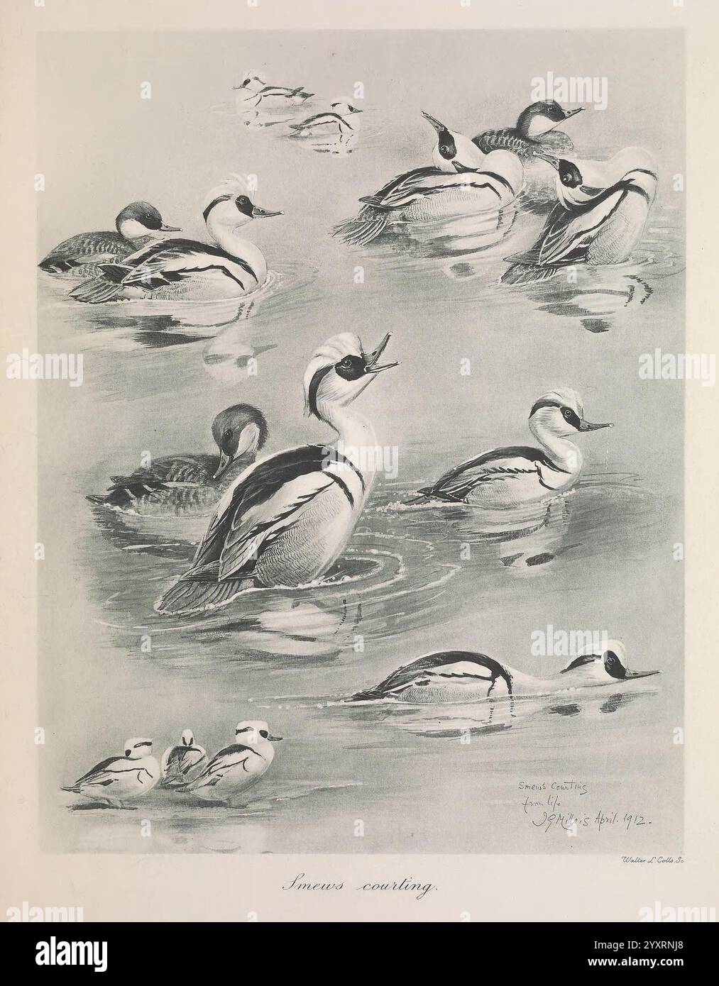 Waterfowl swims gracefully across hi-res stock photography and images ...