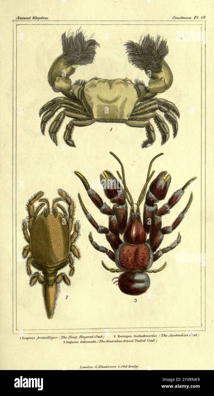 The animal kingdom, arranged according to its organization, London, G ...