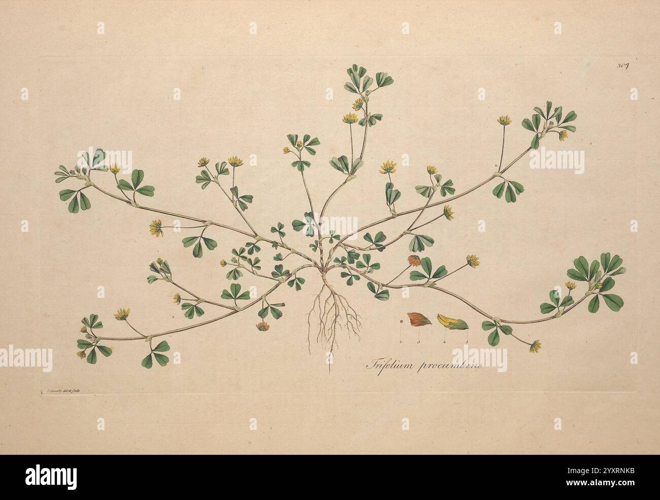 Flora Londinensis, or Plates and descriptions of such plants as grow ...