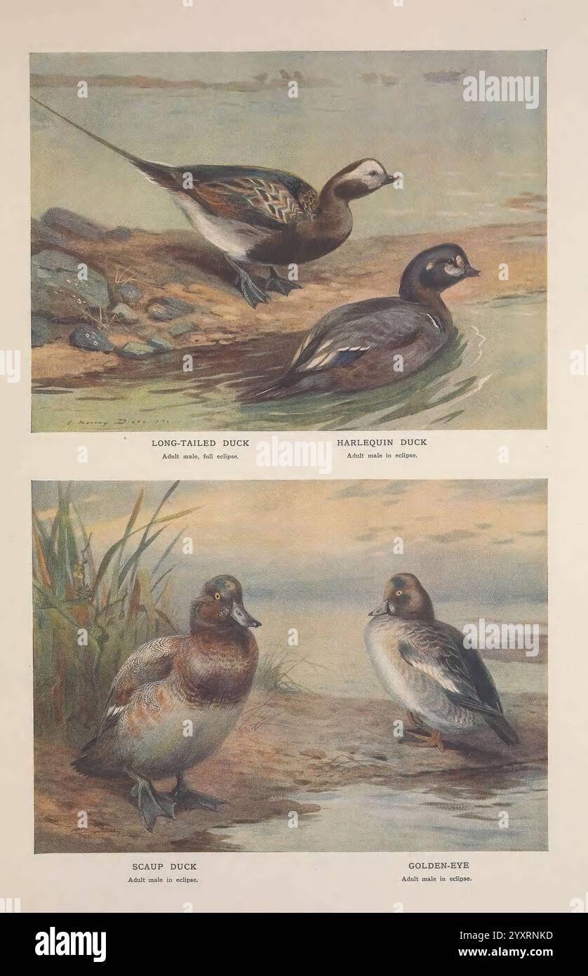 Scaup duck stands hi-res stock photography and images - Alamy