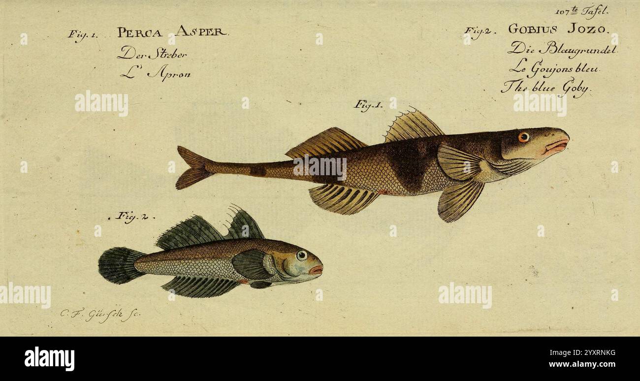 Illustration depicts two fish species hi-res stock photography and ...
