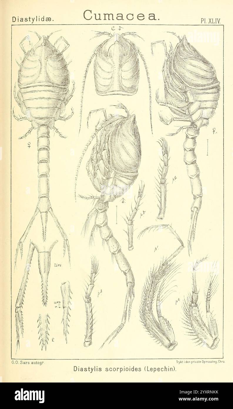 Labeled anatomical sections highlighting hi-res stock photography and ...