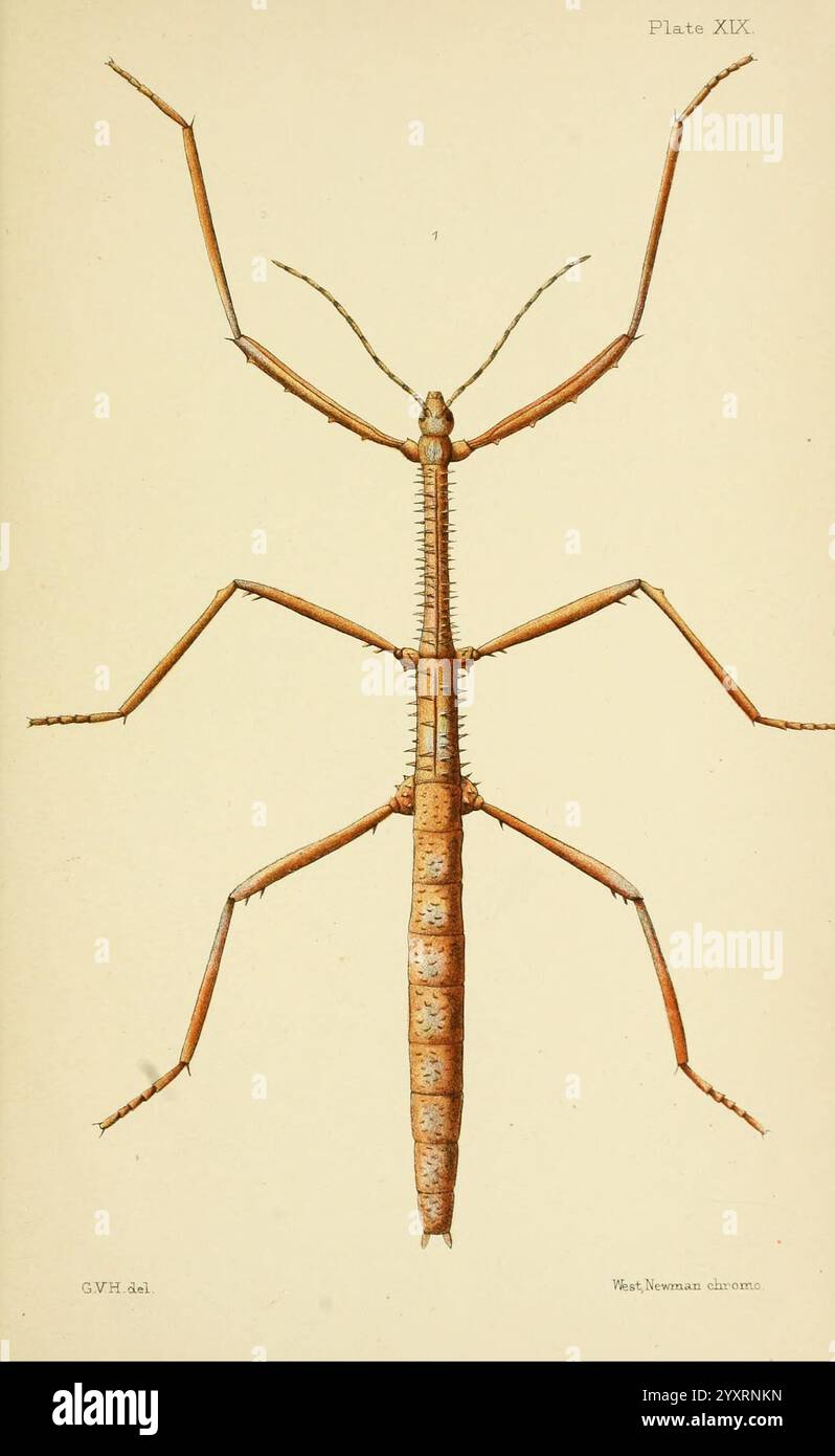 Insects segmentation hi-res stock photography and images - Alamy