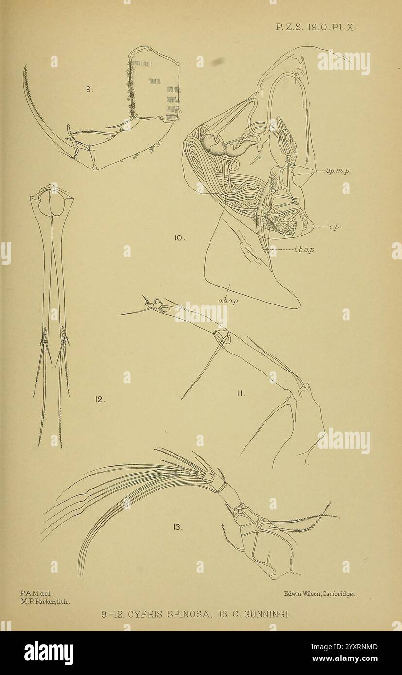 Distinctive carapace structures hi-res stock photography and images - Alamy