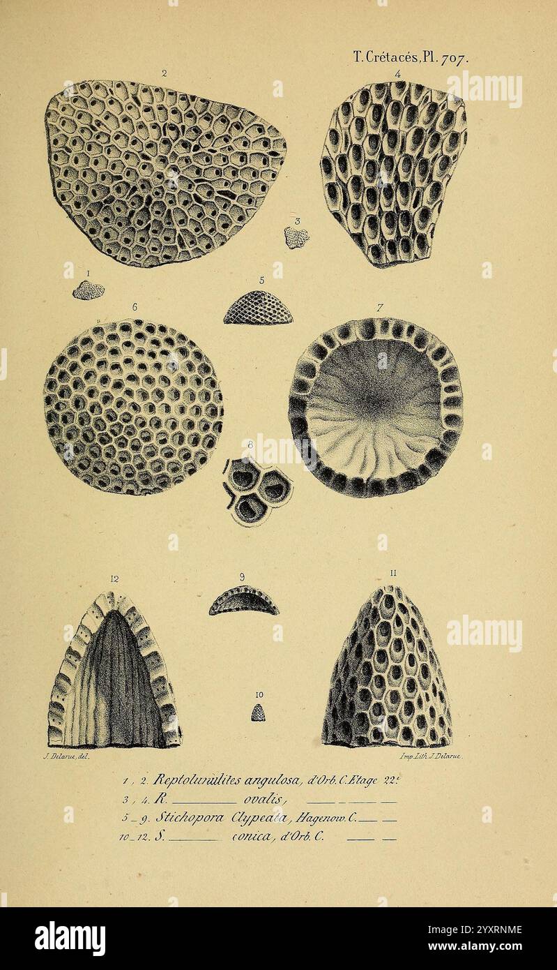 Angular coral structures hi-res stock photography and images - Alamy